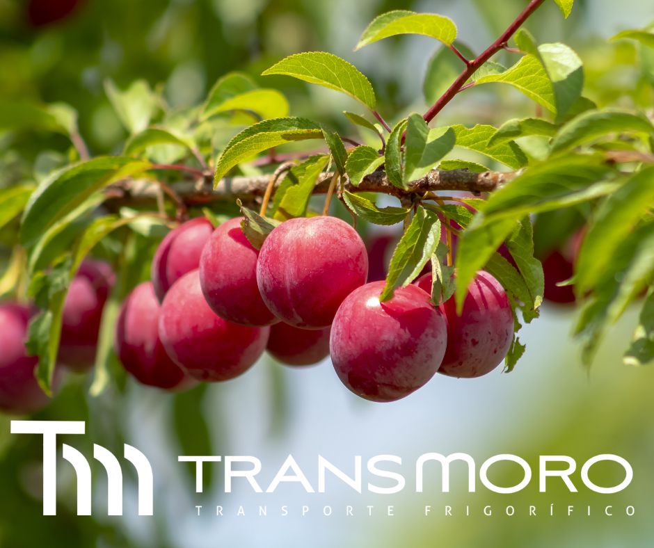 La ciruela, de Extremadura por Europa con Transmoro - Transmoro